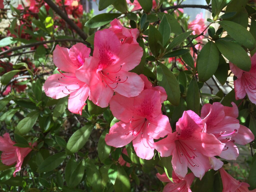 Aprende cómo y cuándo plantar azalea - Mi Jardín
