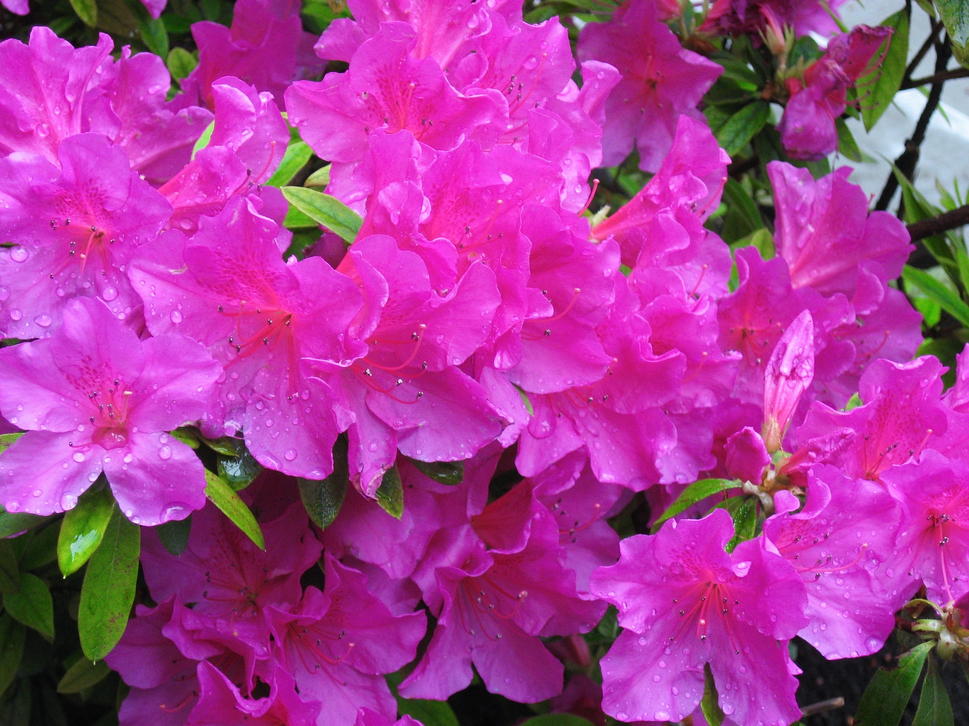 Aprende cómo y cuándo plantar azalea – mijardin.es