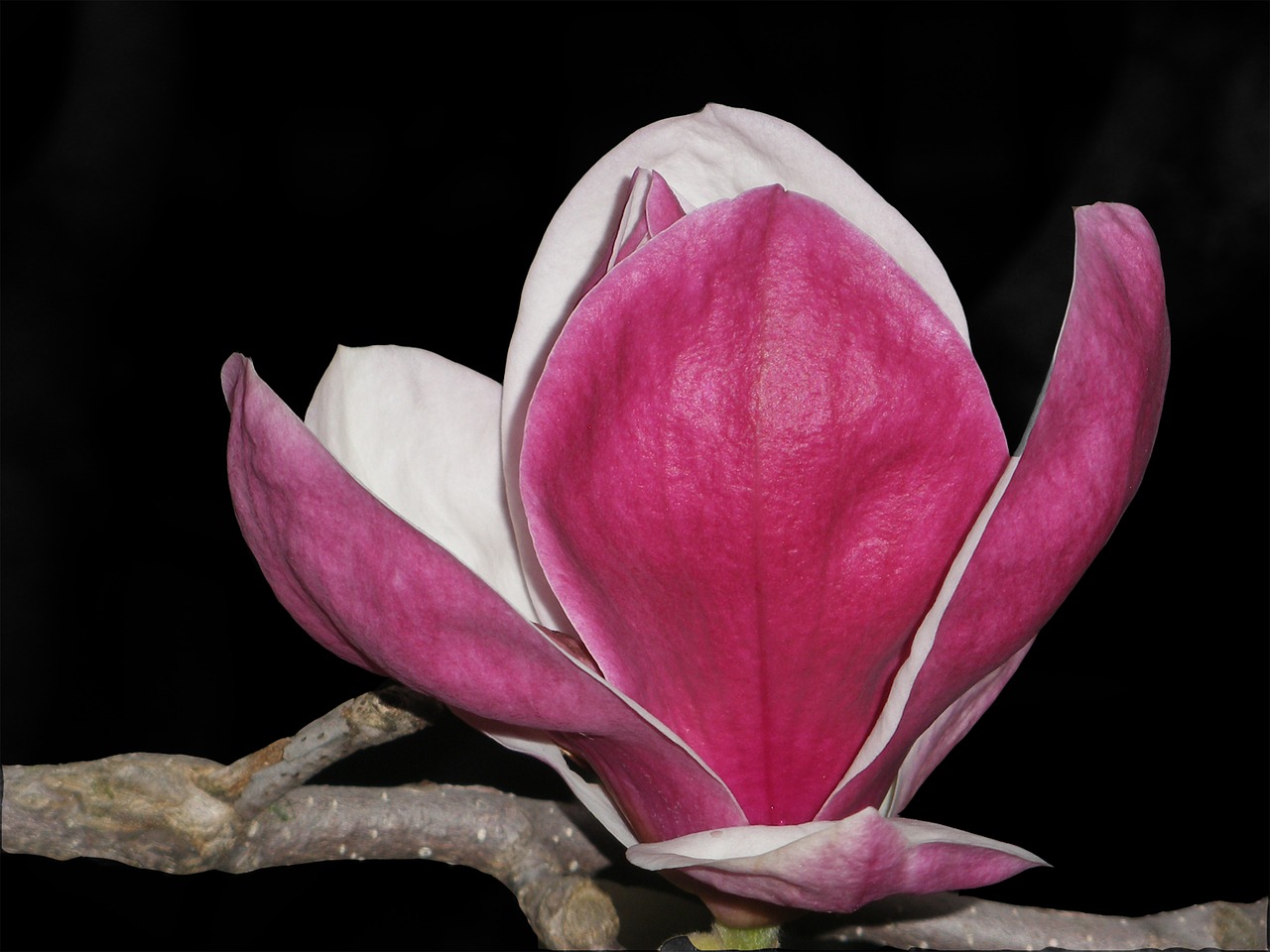¿Cuándo y cómo plantar Magnolias en nuestro jardín? – mijardin.es