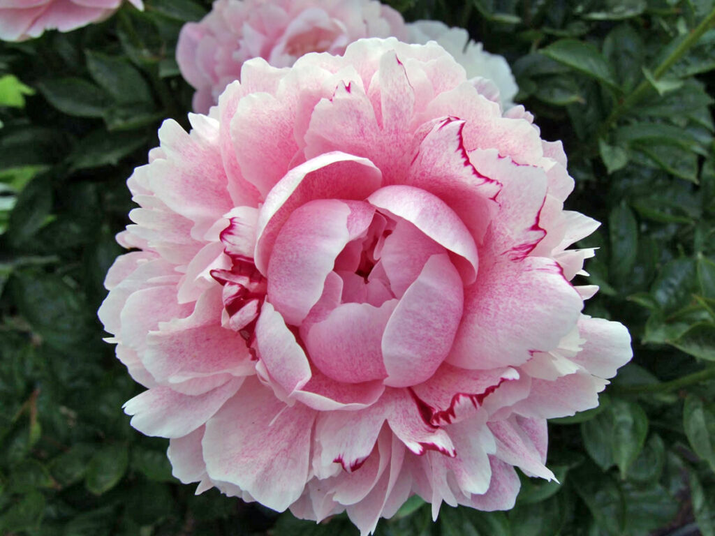 ¿Cómo y cuándo sembrar Peonías? - Mi Jardín