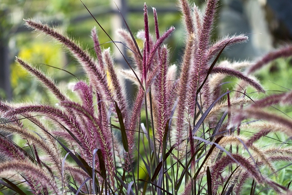 Cómo y cuándo plantar Pennisetum Setaceum - Mi Jardín