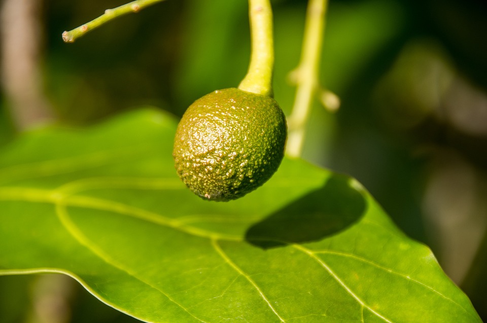 22+ Cuando Plantar Un Aguacate - MaccallumBuddy 22+ Cuando Plantar Un Aguacate - MaccallumBuddy