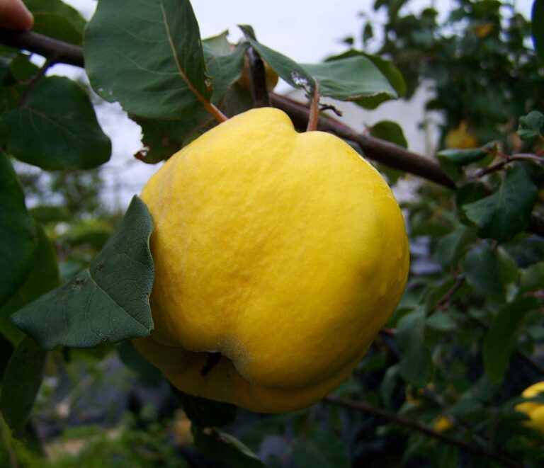 Cómo y cuándo plantar Membrillo – mijardin.es