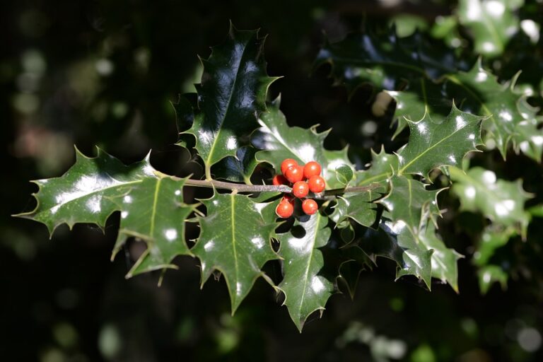 Cómo y cuándo plantar Acebo (Ilex aquifolium) – mijardin.es