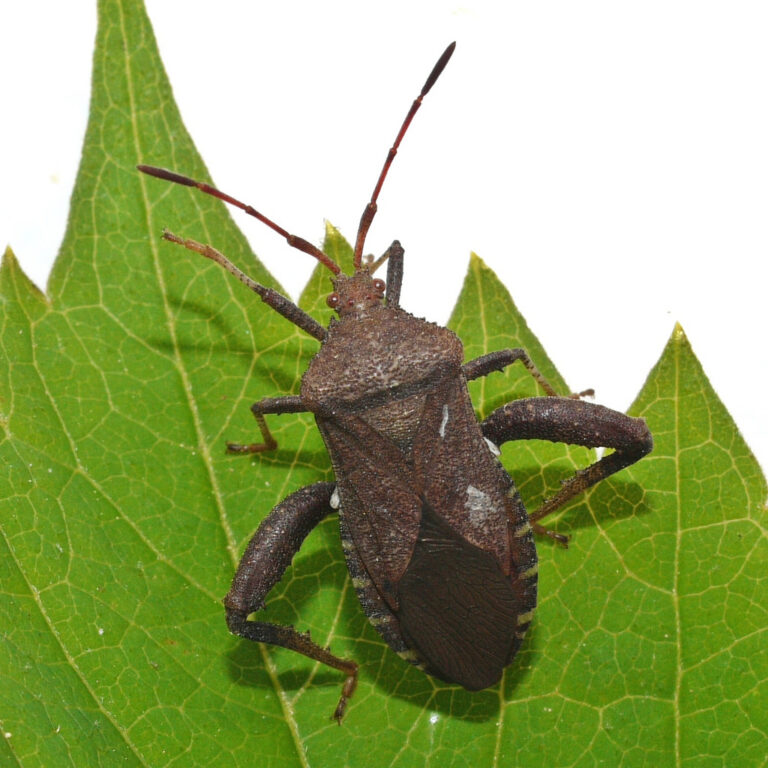 Cómo identificar y eliminar a la chinche de las calabazas - Mi Jardín