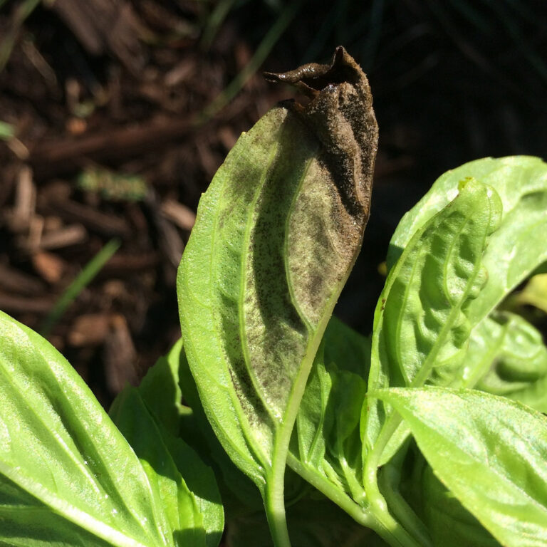 ¿Qué es el mildiu velloso y cómo controlarlo? – mijardin.es