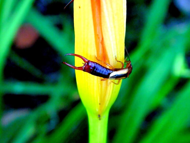 Cómo identificar y eliminar a las tijeretas – mijardin.es